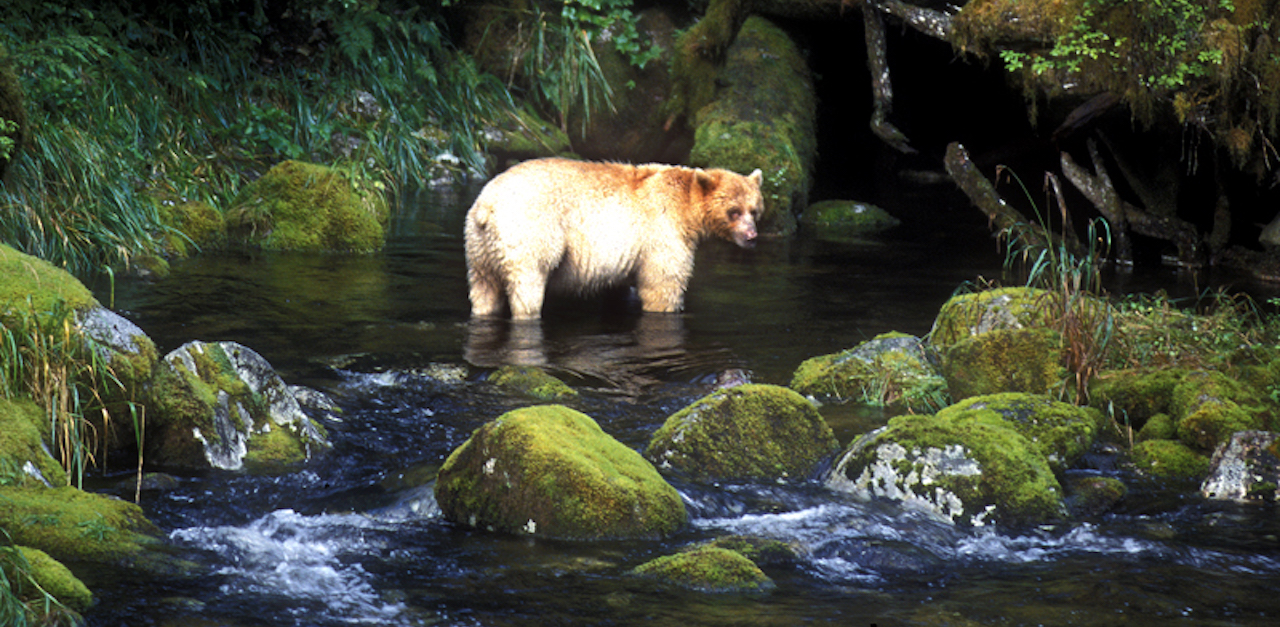 Hiker Spots The Mysterious And Very Rare 'Spirit Bear' Deep In A Forest ...