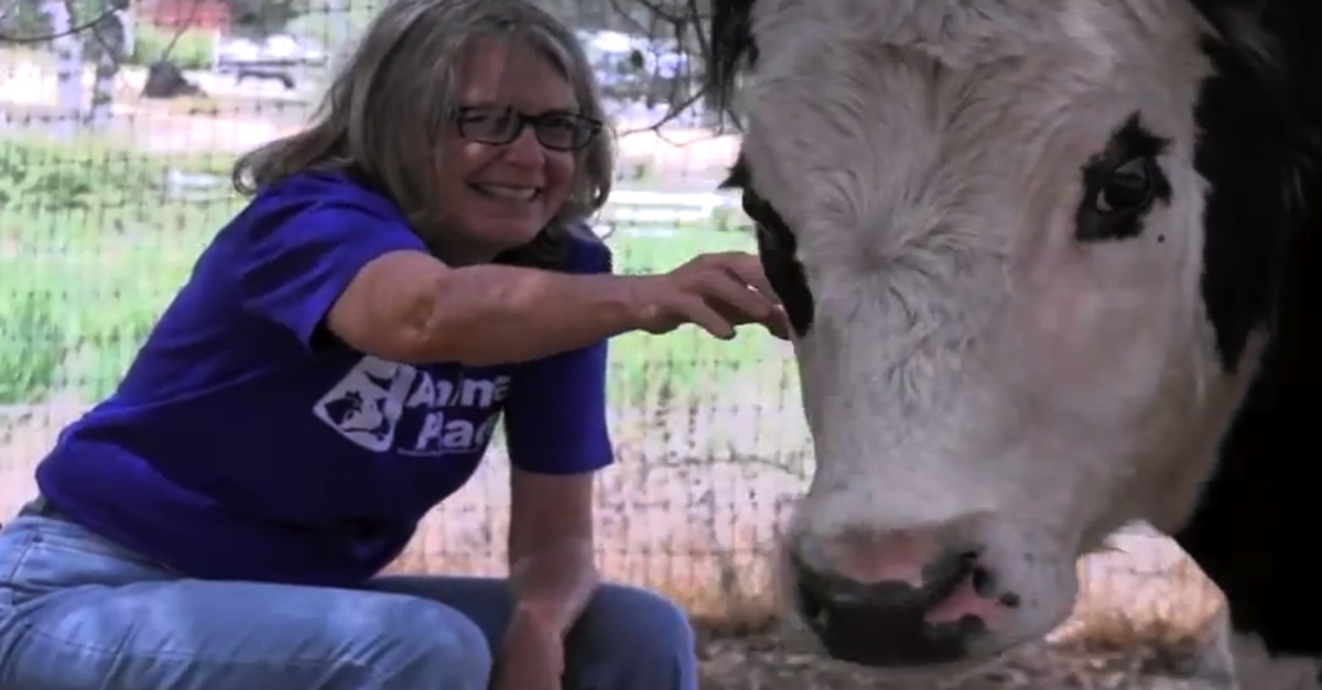 This Calf Was BURNED ALIVE, But A MIRACLE Saved His Life! I'm In Tears ...