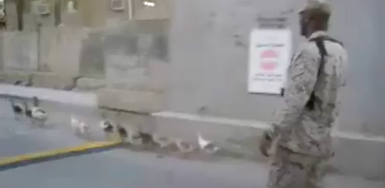Marine Corps Drill Sergeant Trains A Flock Of Ducks How To Properly ...