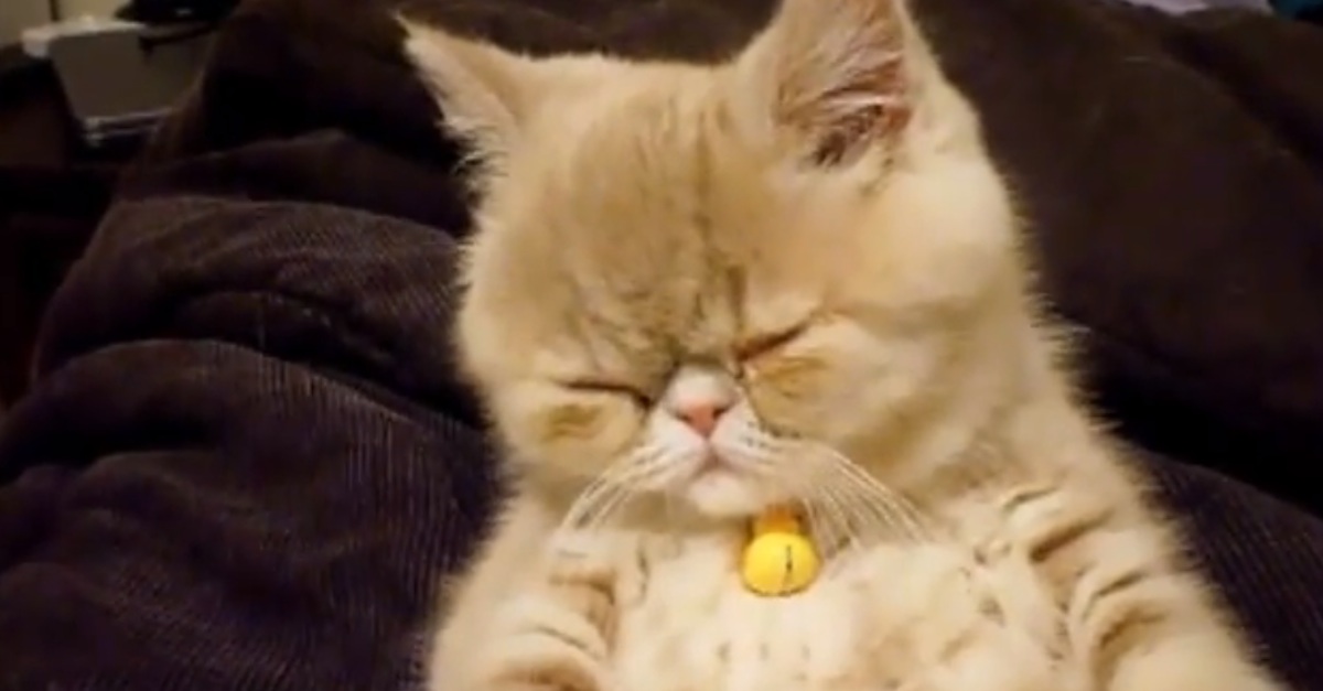 This Sleepy Cat Will Melt Your Heart! ADORABLE! | LittleThings.com