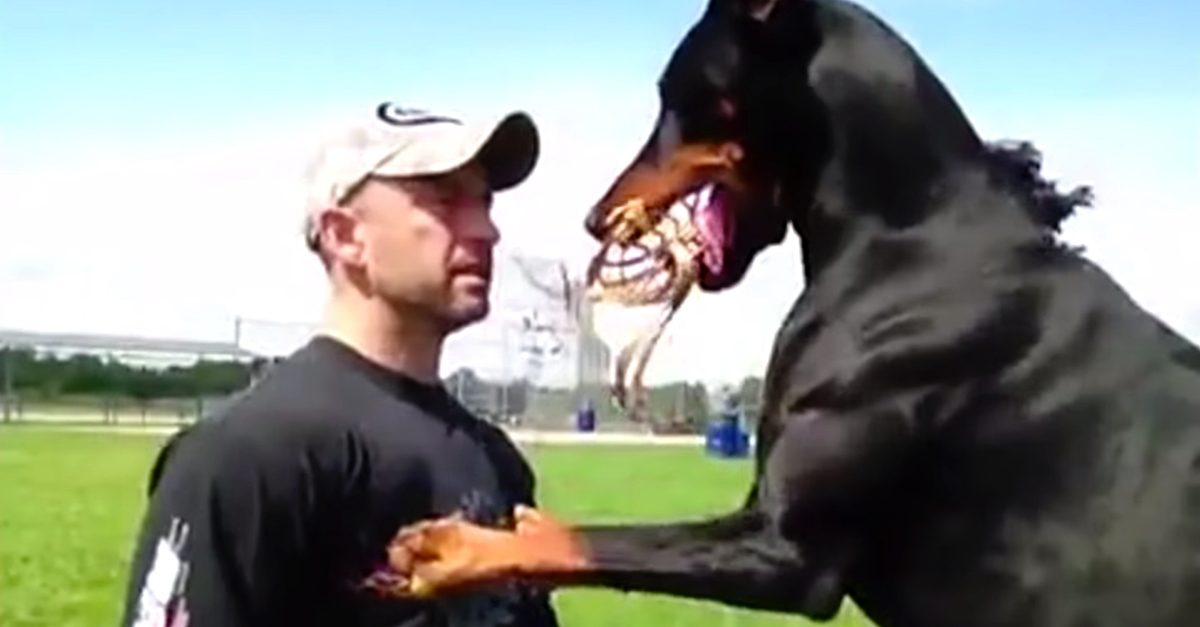 Adorable Doberman’s Training Session Ends In The Sweetest Way Possible ...