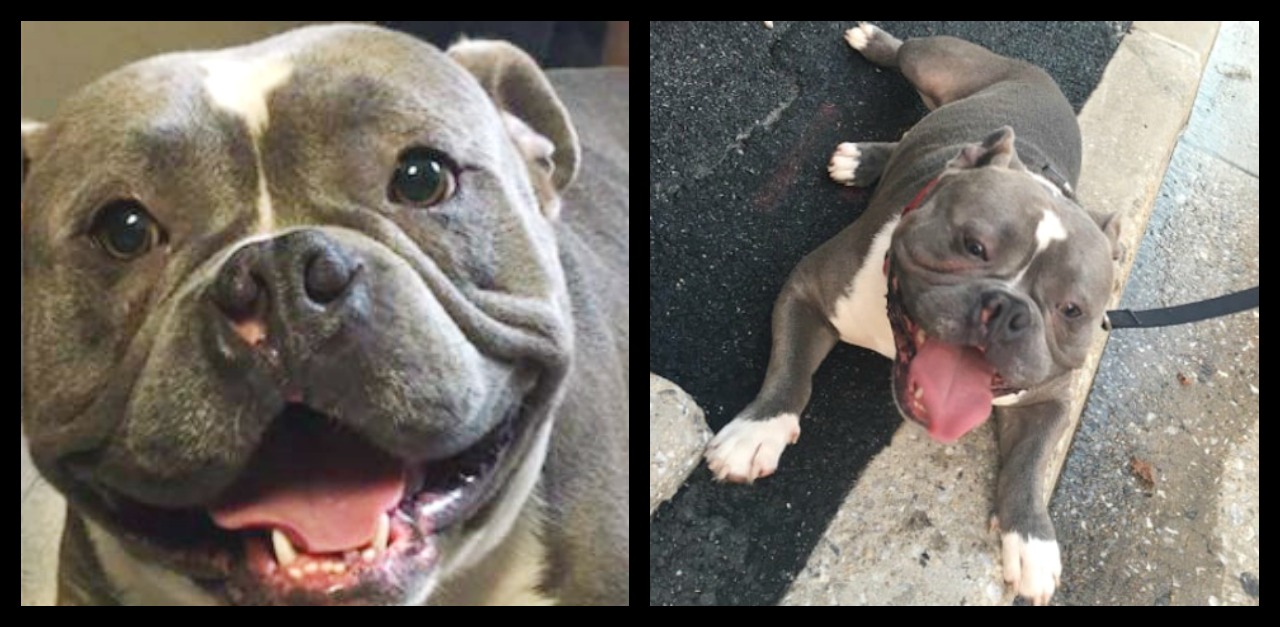 Frowning English Bulldog Puts On Huge Smile When Adopted | LittleThings.com