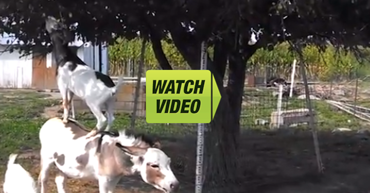 Goat And Donkey Have A VERY Special Friendship. I've Never Seen ...