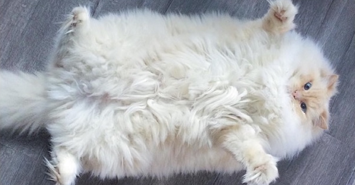 This Huge Cat Is Going Viral For One VERY Fluffy Reason! Amazing ...