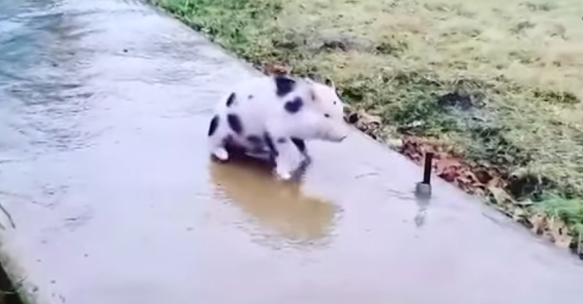 This Pig Walks On A Frozen Sidewalk And What Happens? ADORABLE ...
