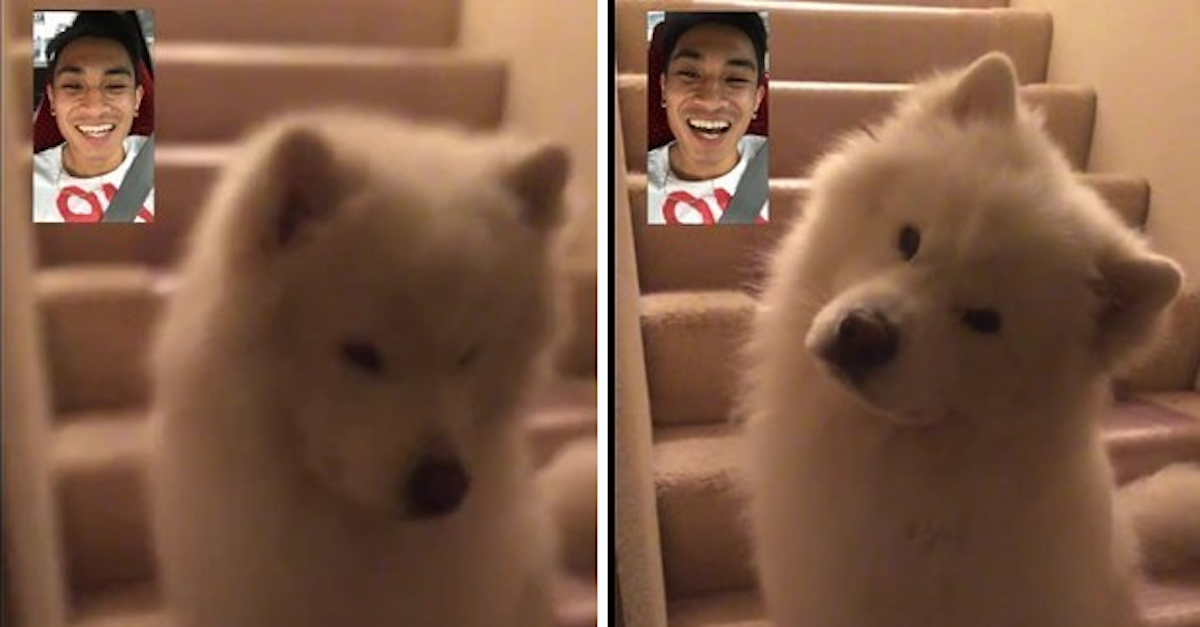 Dog FaceTimes With Owner While He's On Vacation | LittleThings.com