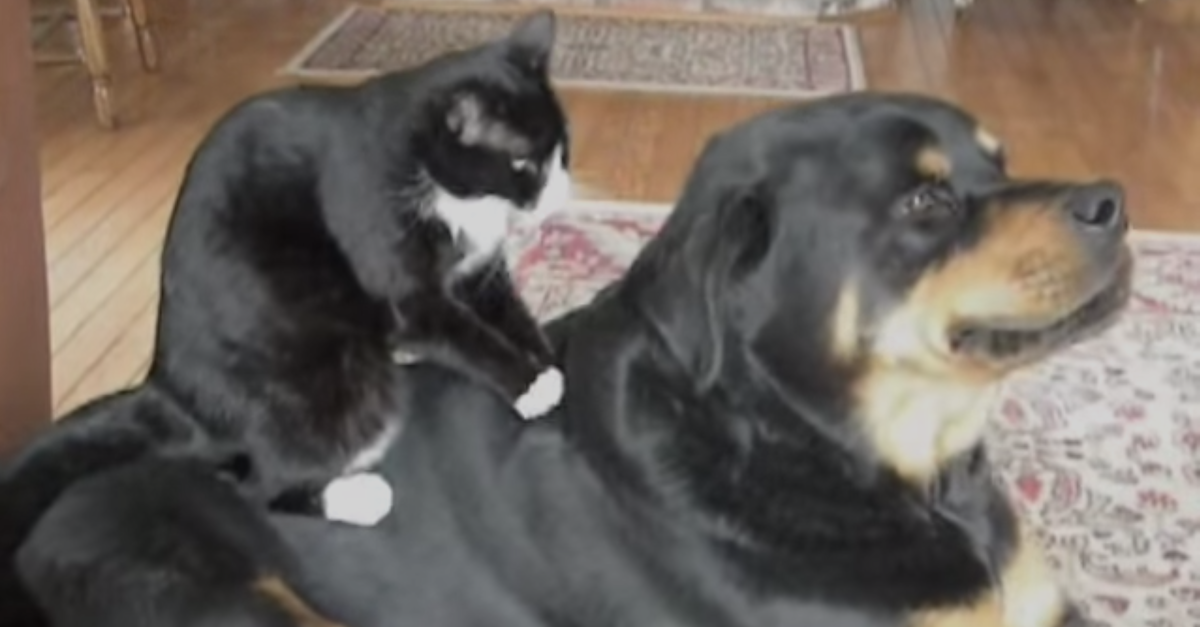 Are Rottweiler Good With Cats