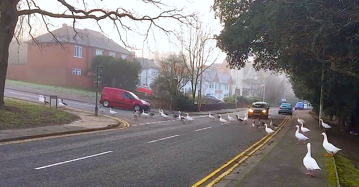 He Films A Flock Of Birds Rushing Up The Road. Now Keep Your Eye On The ...