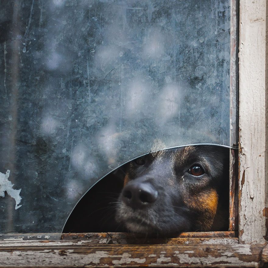21 Breathtaking Photos Of Animals Looking Through Windows. These Are ...