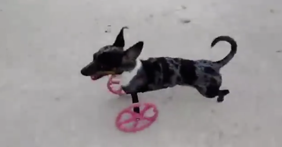 This Dog May Only Have Two Legs, But Watch Him Race His Friends. I Can ...