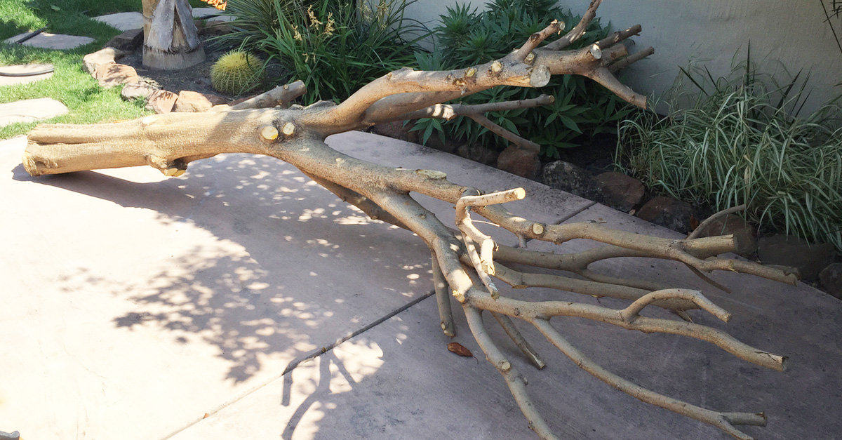 She Dragged This Dirty Tree Into Her Home. When I Saw Why? I NEED This ...