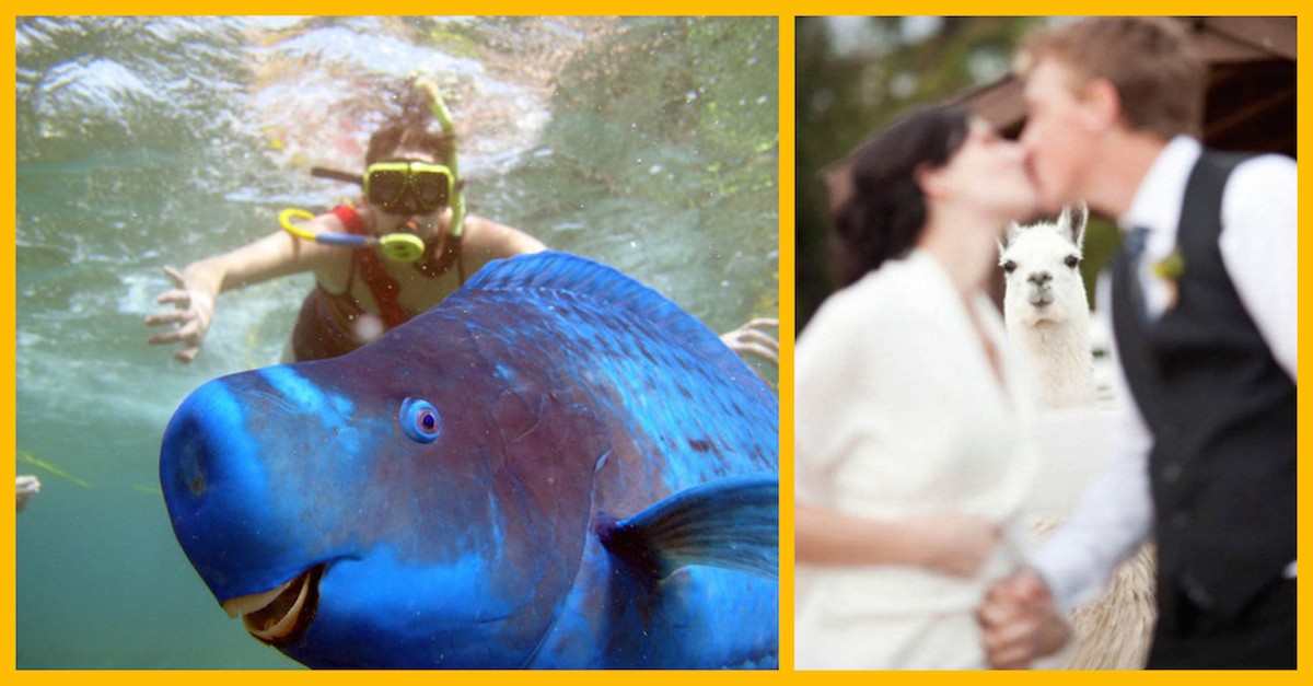 The 20 Most Hilarious Animal Photobombs of All Time | LittleThings.com