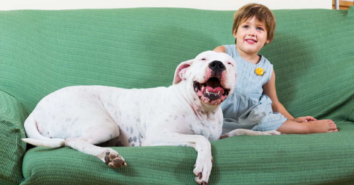 If You're Getting A Big Dog, You Need To Know This CRUCIAL Information ...