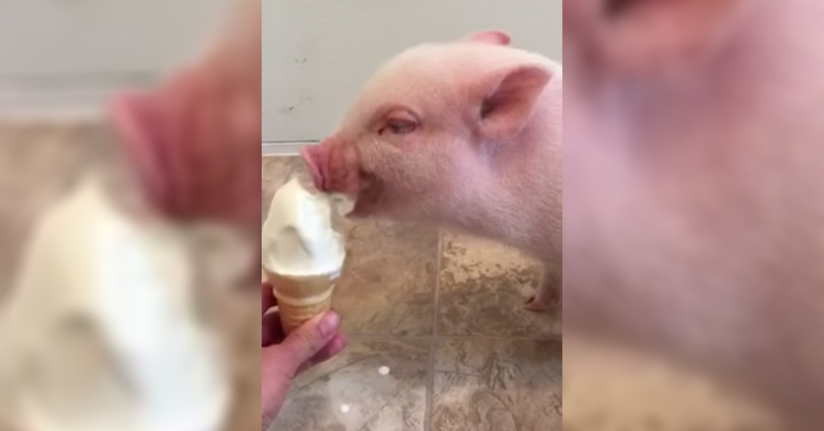 Watch Pickle The Mini Pig Try Ice Cream For The First Time ...