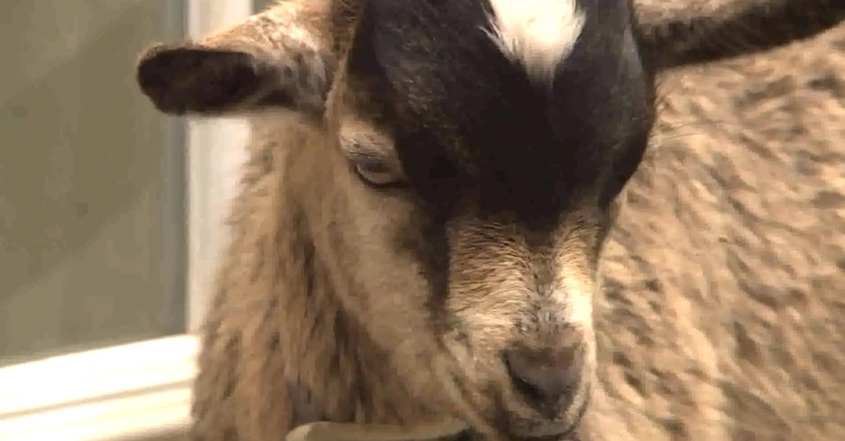 She Notices A Strange Animal In Her Neighbor’s Yard. Then She Takes A ...