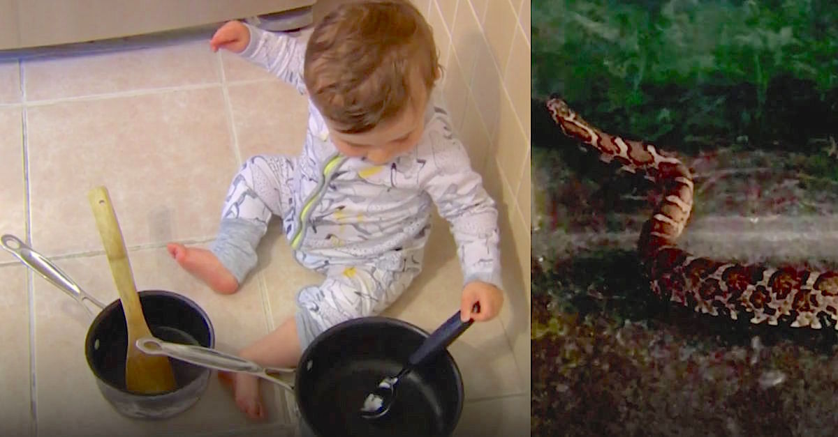 Snake Slithers Into Home, Bites 9-Month-Old Boy On Kitchen Floor ...