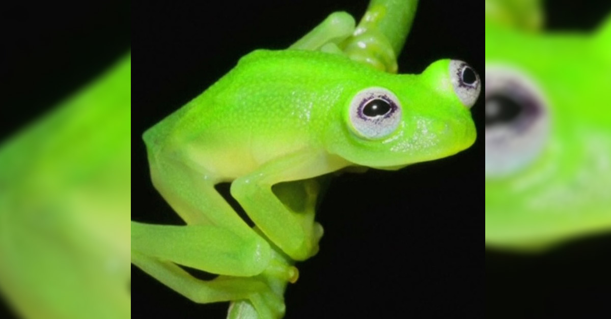 Look At This Bright Green Frog... It's Becoming Popular For One ...