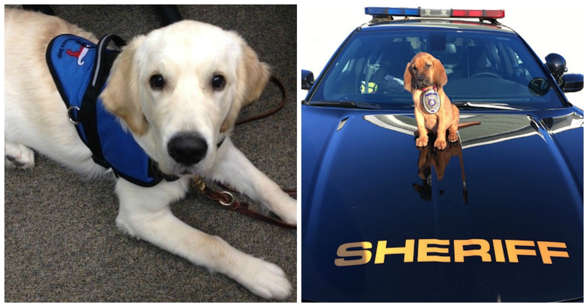 11 Adorable Dogs On The Job That Will Make You Smile | LittleThings.com