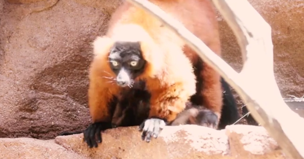 Lemur On Birth Control Conceives Twins. When They See The Babies, They ...