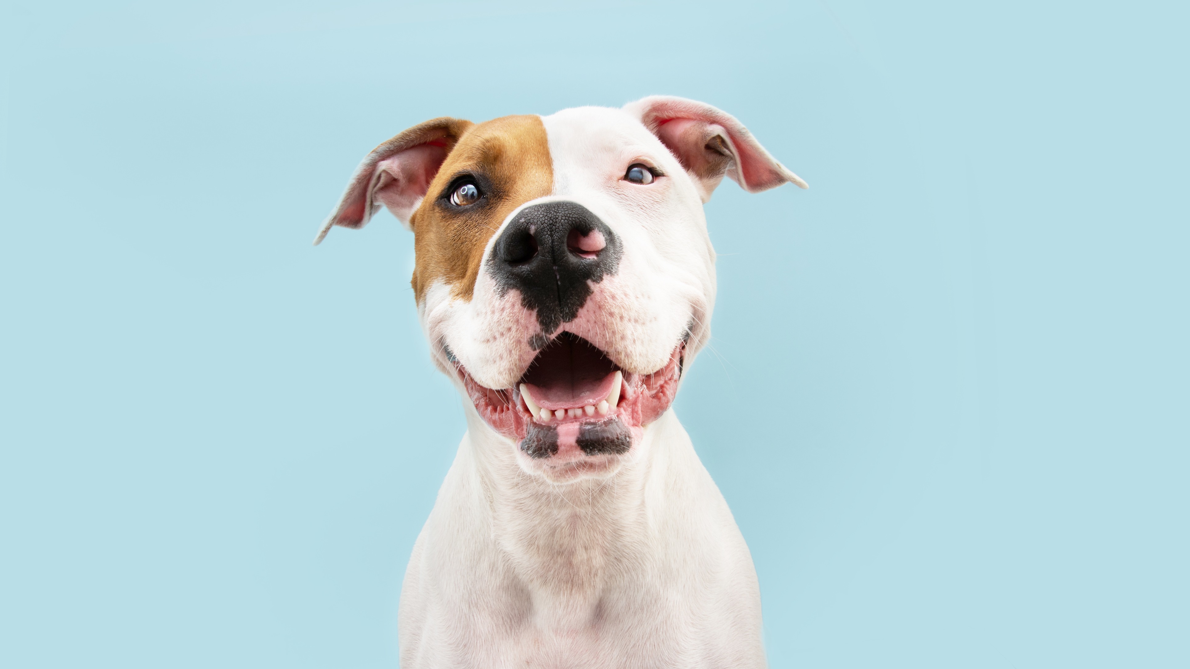 Maltese Dog Teeth Incisors