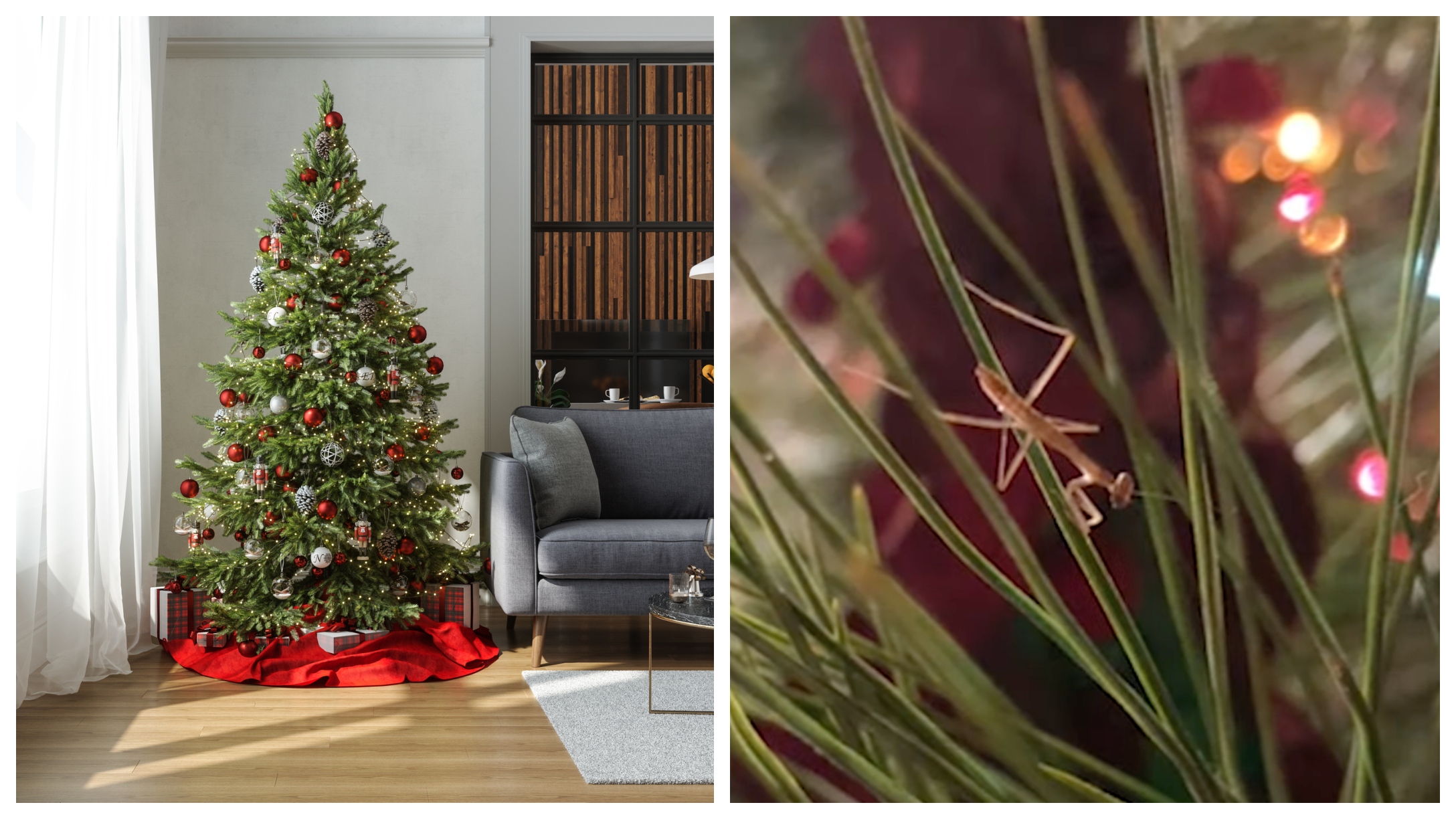 Woman’s Shocking Praying Mantis Christmas Tree Infestation Goes Viral ...