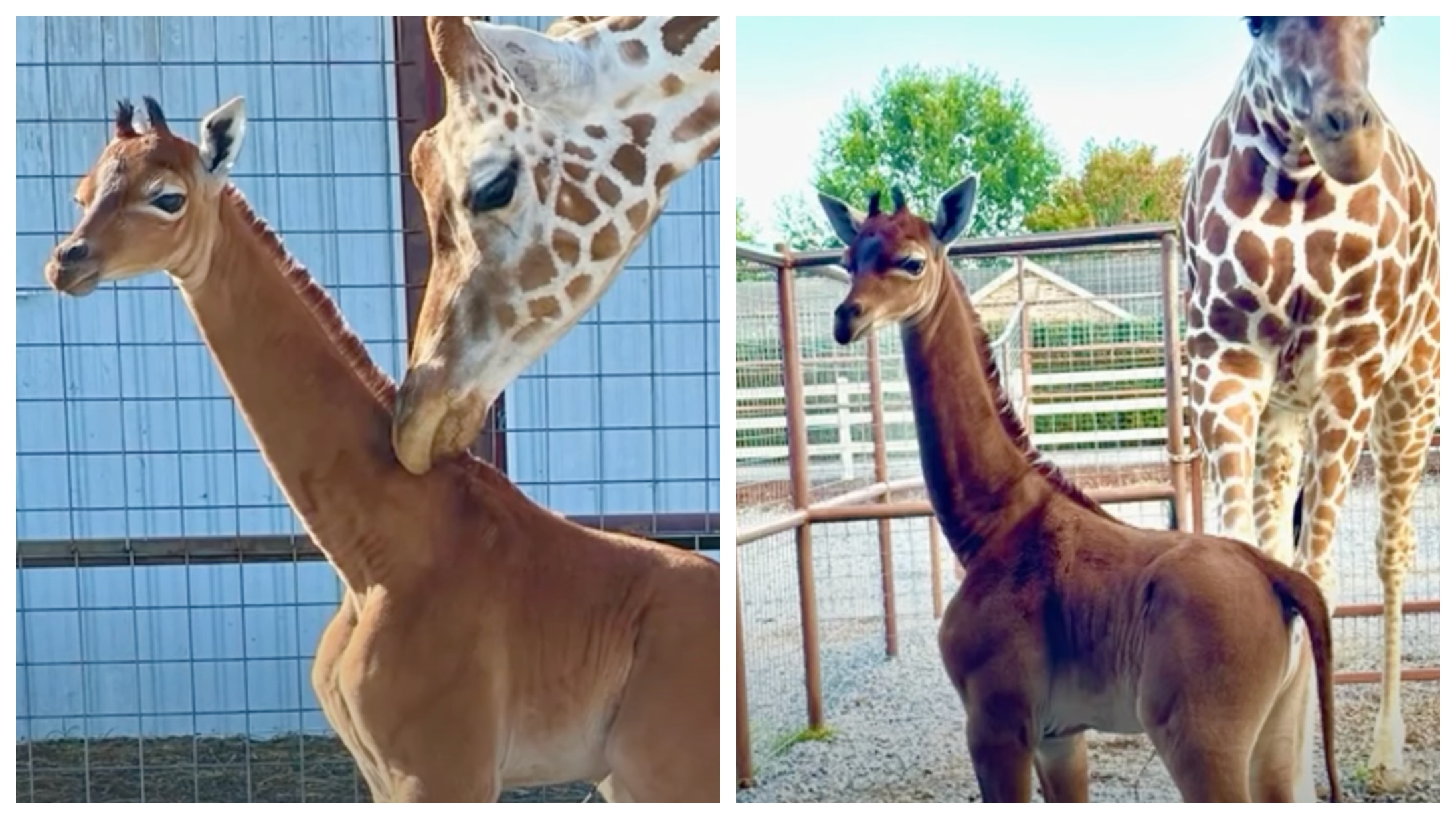 A Zoo Asks For Help Naming A Rare Spotless Newborn Giraffe ...