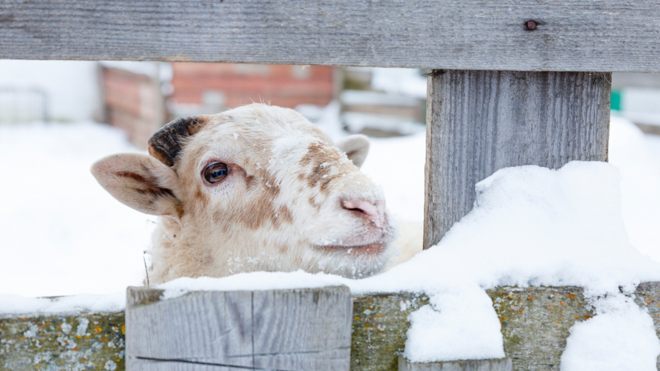 These Unique Animals Make Wonderful Pets To Their Lucky Owners ...