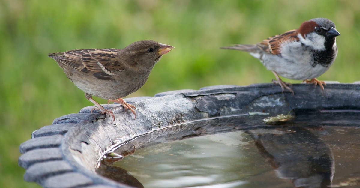8 Ways You Can Help Your Favorite Wildlife Animals Outside ...