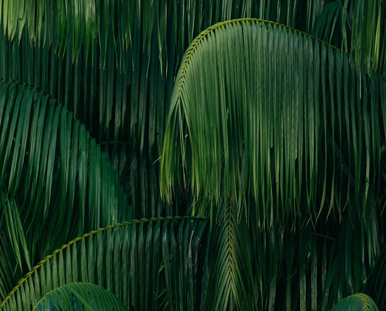 Offset carbon without greenwashing - guide to high integrity carbon ...