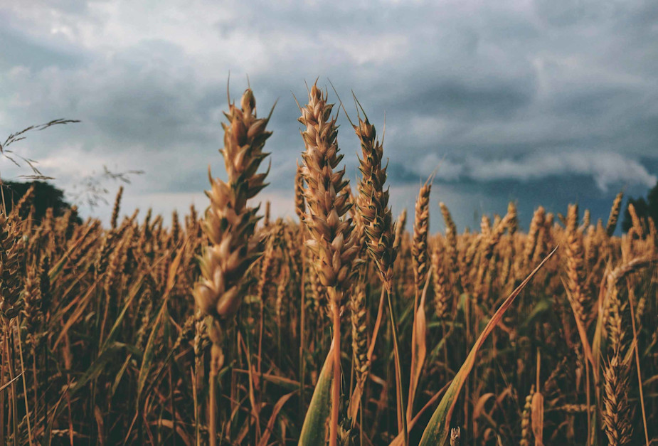 Garrett Farm by Nori - Compensate