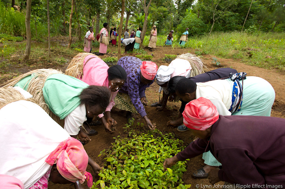 TIST Kenya Community Reforestation - Compensate