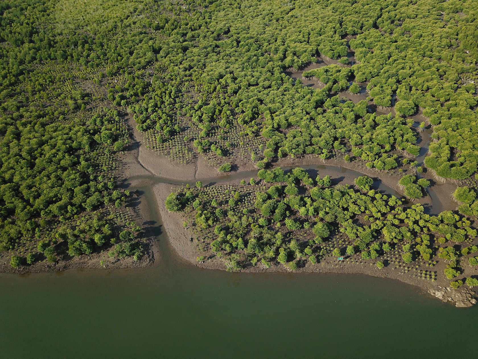 Mangrove Restoration and Reforestation - Compensate