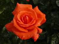 Alexander | Bush Roses | Magic Garden Roses