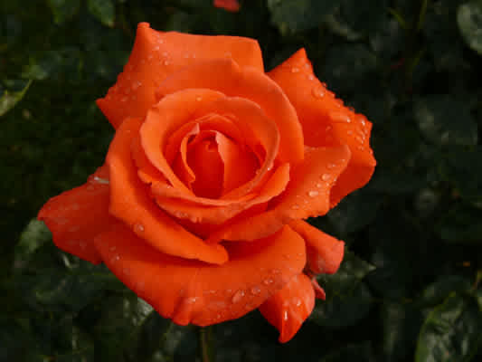 Bush Roses | Magic Garden Roses