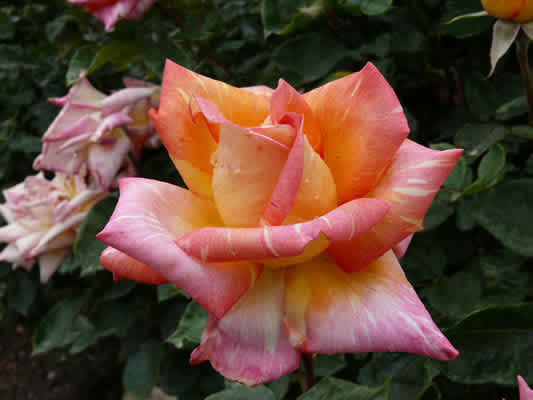 Harry Wheatcroft | Bush Roses | Magic Garden Roses