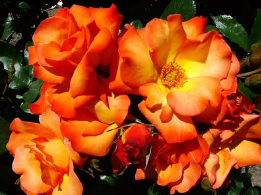 Fragrant Plum | Bush Roses | Magic Garden Roses