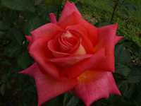 Tarantella | Bush Roses | Magic Garden Roses