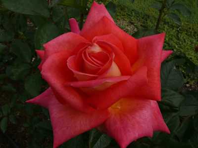 Tarantella | Bush Roses | Magic Garden Roses