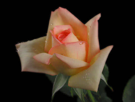 Abraham Darby (Auscot) | David Austin Roses | Magic Garden Roses