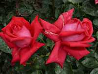 Red Devil | Bush Roses | Magic Garden Roses