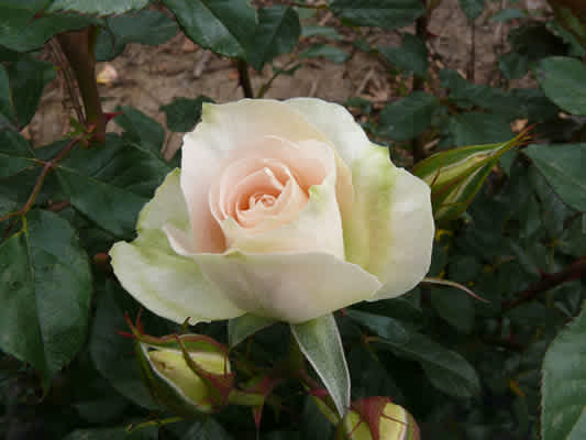 Graham Thomas Ausmas David Austin Roses Magic Garden Roses
