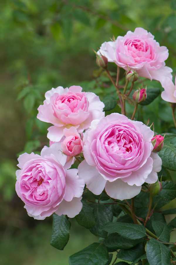 The Ancient Mariner | David Austin Roses | Magic Garden Roses