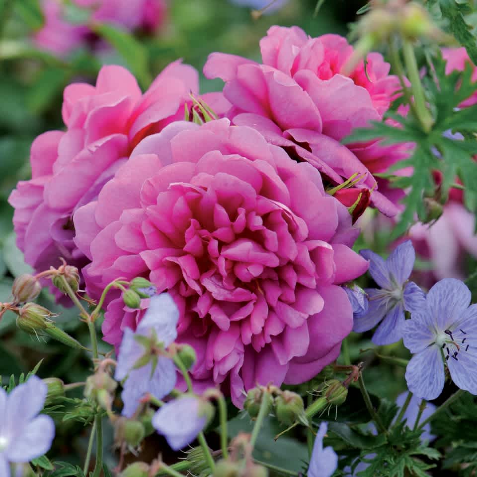 Crepuscule (PBR) | Climbing Roses | Magic Garden Roses