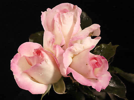 Princess De Monaco | Bush Roses | Magic Garden Roses