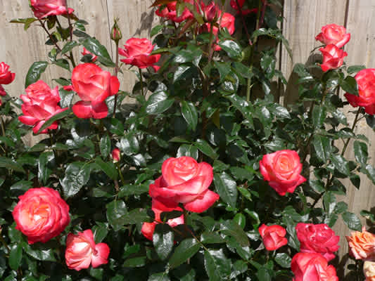 Fragrant Plum | Bush Roses | Magic Garden Roses