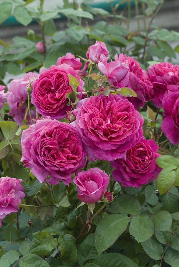 Fragrant Plum | Bush Roses | Magic Garden Roses