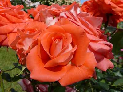 Laura | Bush Roses | Magic Garden Roses