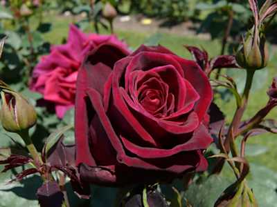 Deep Secret | Bush Roses | Magic Garden Roses
