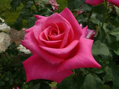 Hannah Gordon | Bush Roses | Magic Garden Roses