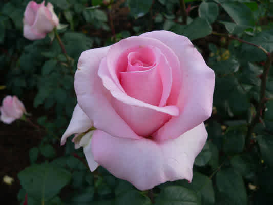 Flamingo | Bush Roses | Magic Garden Roses